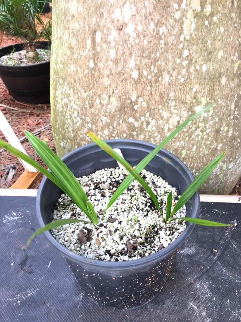 Coccothrinax 'Azul' - Two Strap Leaf Seedlings - For Sale - PalmTalk