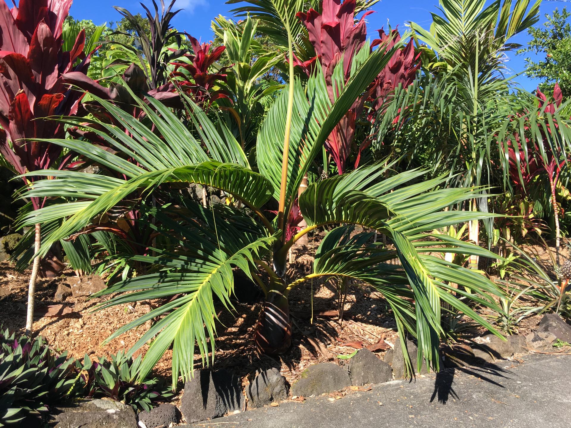 Bentinckia condapanna - DISCUSSING PALM TREES WORLDWIDE - PalmTalk