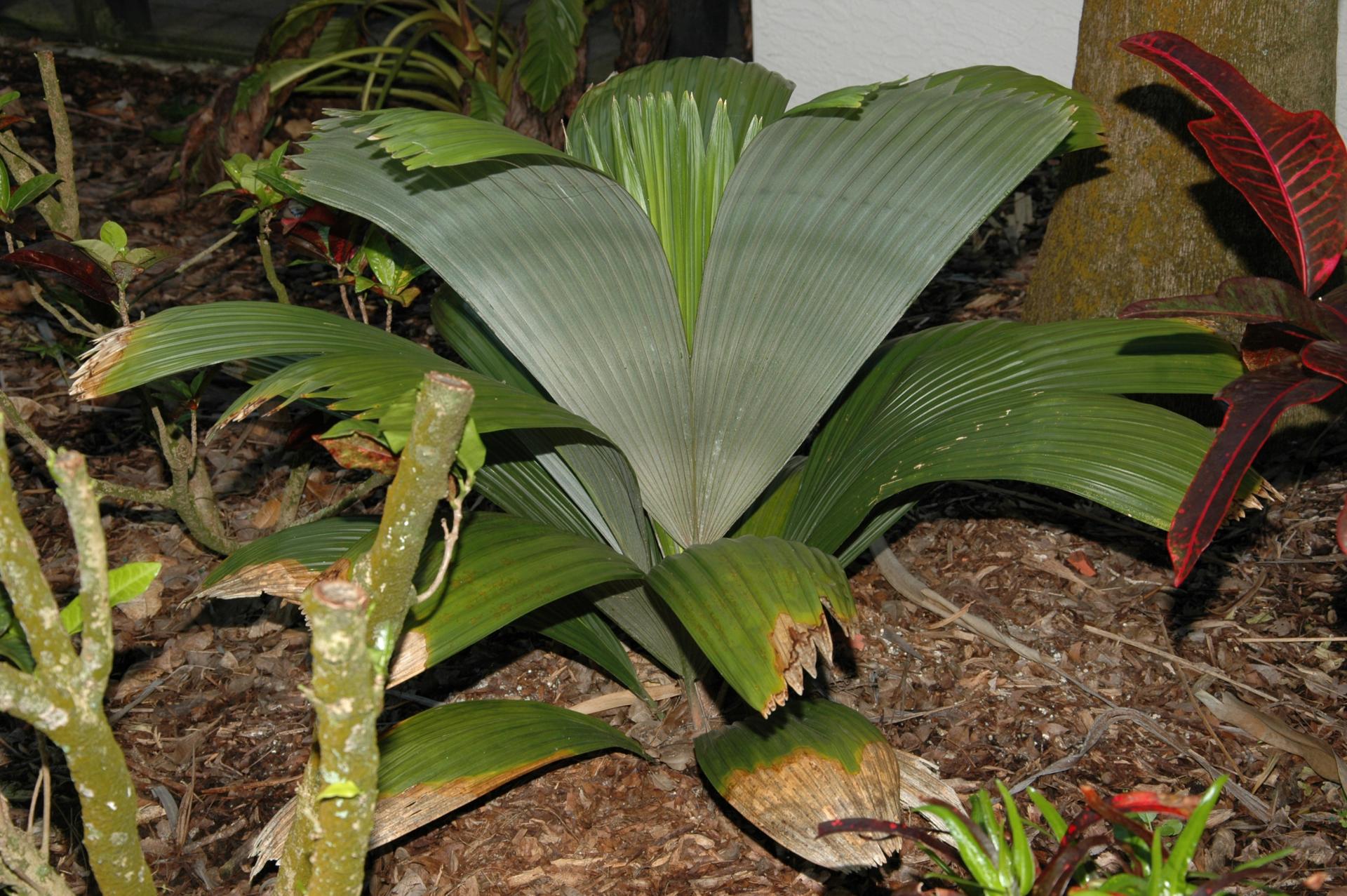 Sabinaria magnificas in the ground - DISCUSSING PALM TREES WORLDWIDE ...