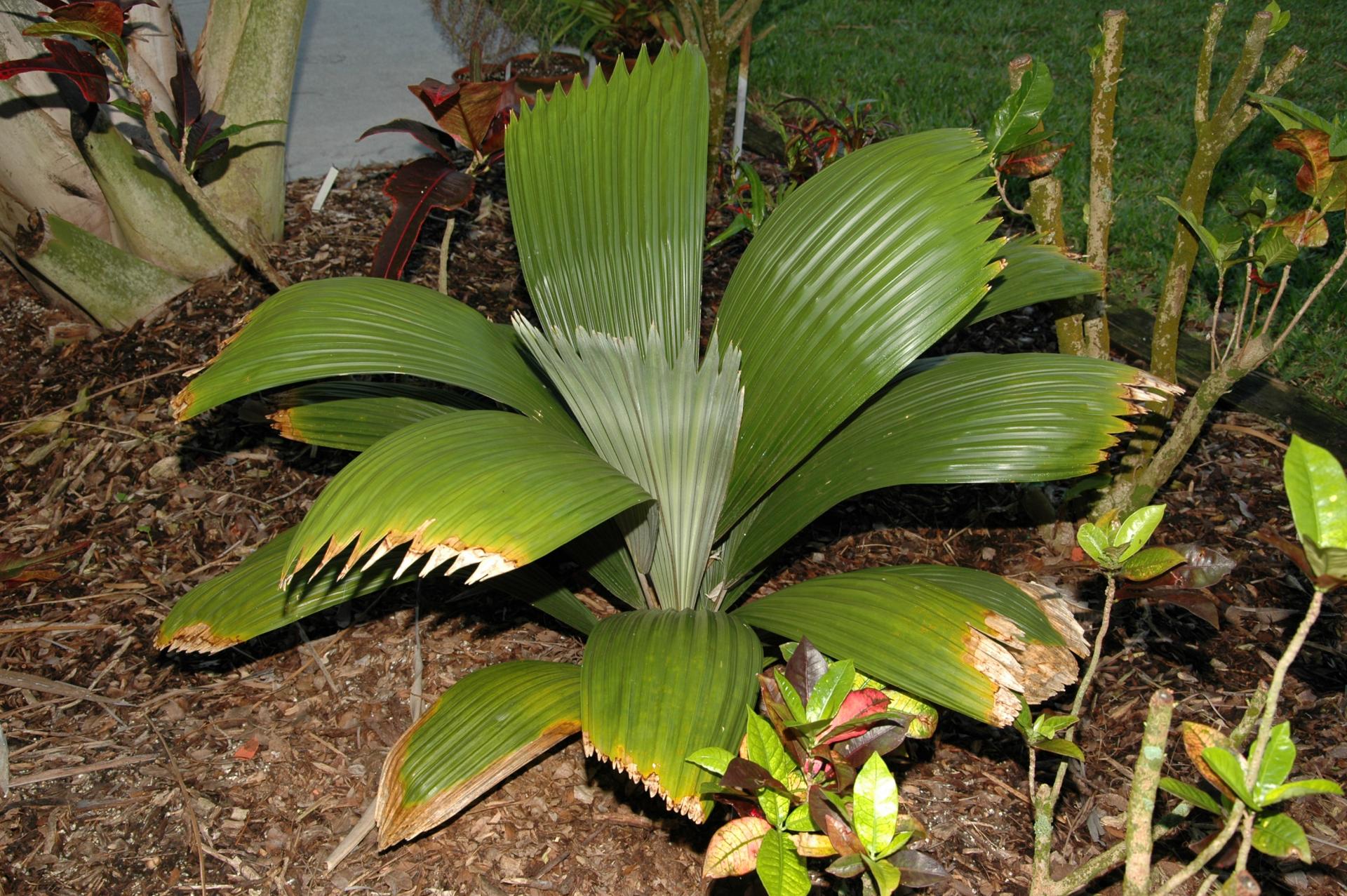 Sabinaria magnificas in the ground - DISCUSSING PALM TREES WORLDWIDE ...