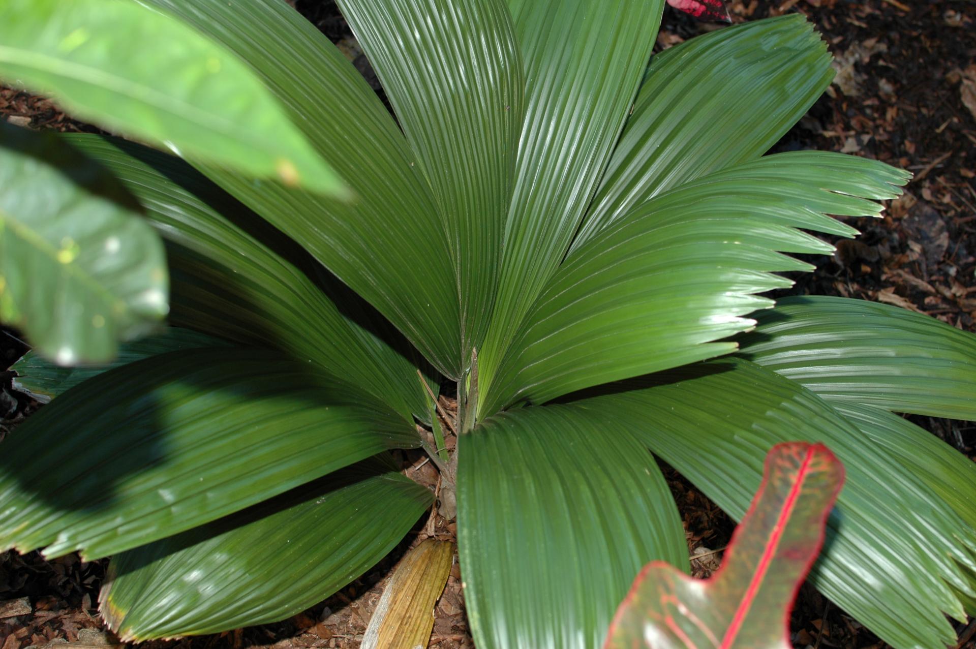 Sabinaria magnificas in the ground - DISCUSSING PALM TREES WORLDWIDE ...