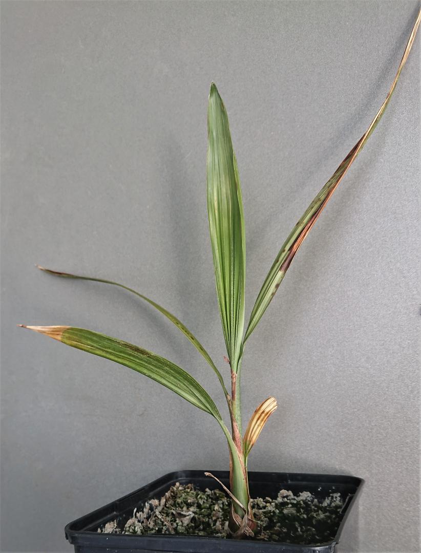 Butia archeri x Syagrus romanzoffiana - COLD HARDY PALMS - PalmTalk