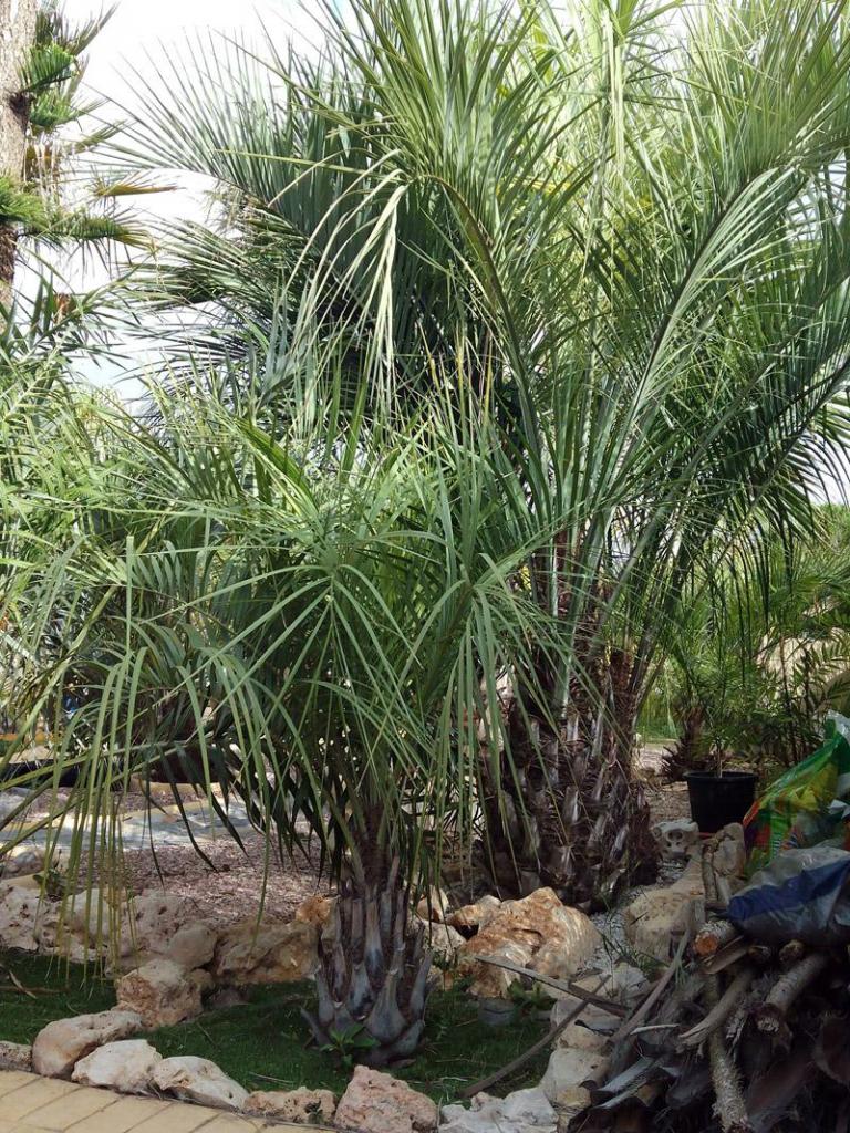 Butia archeri x Syagrus romanzoffiana - COLD HARDY PALMS - PalmTalk