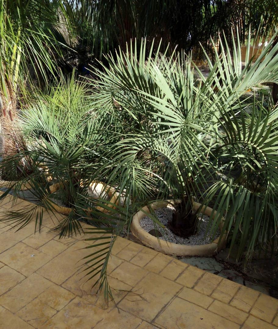 Butia archeri x Syagrus romanzoffiana - COLD HARDY PALMS - PalmTalk