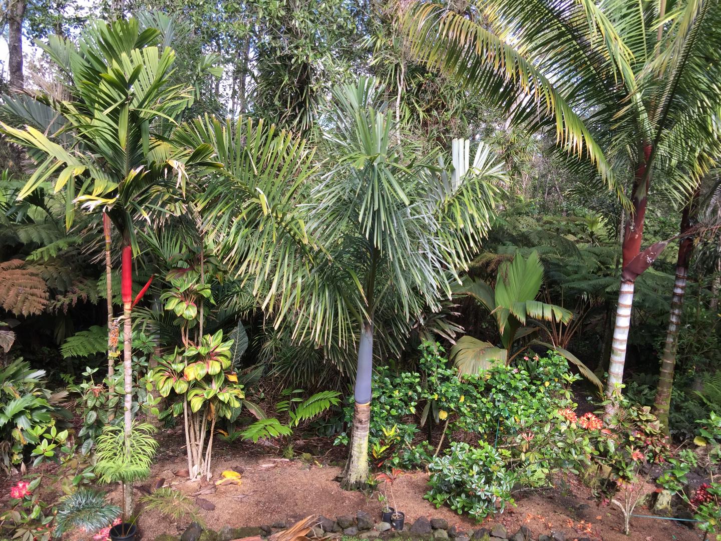 Patriotic Palms - DISCUSSING PALM TREES WORLDWIDE - PalmTalk