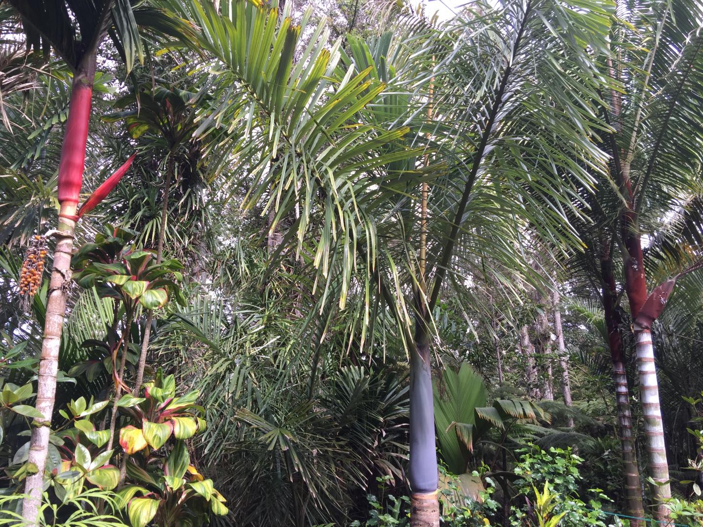 Patriotic Palms - DISCUSSING PALM TREES WORLDWIDE - PalmTalk