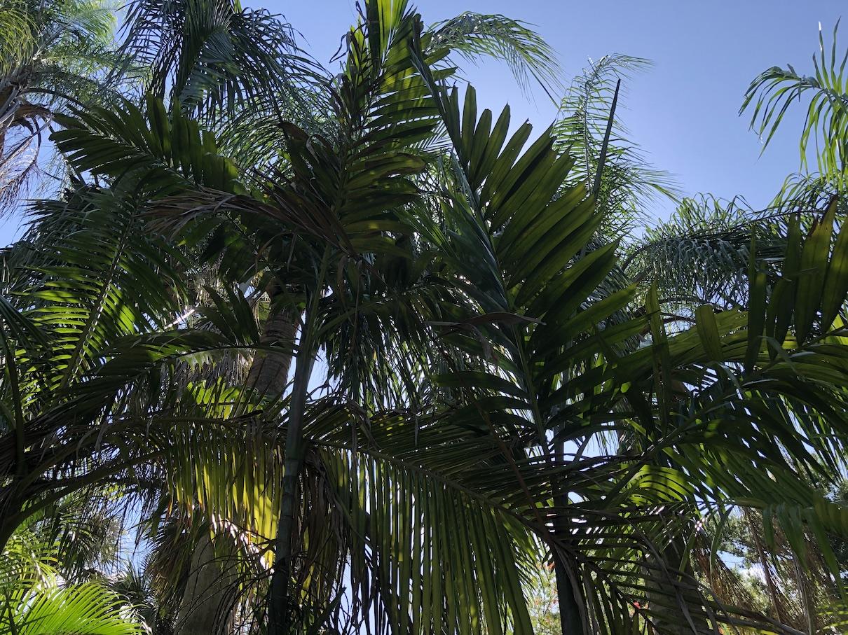 What Ptychosperma is this? clumping palm - DISCUSSING PALM TREES ...