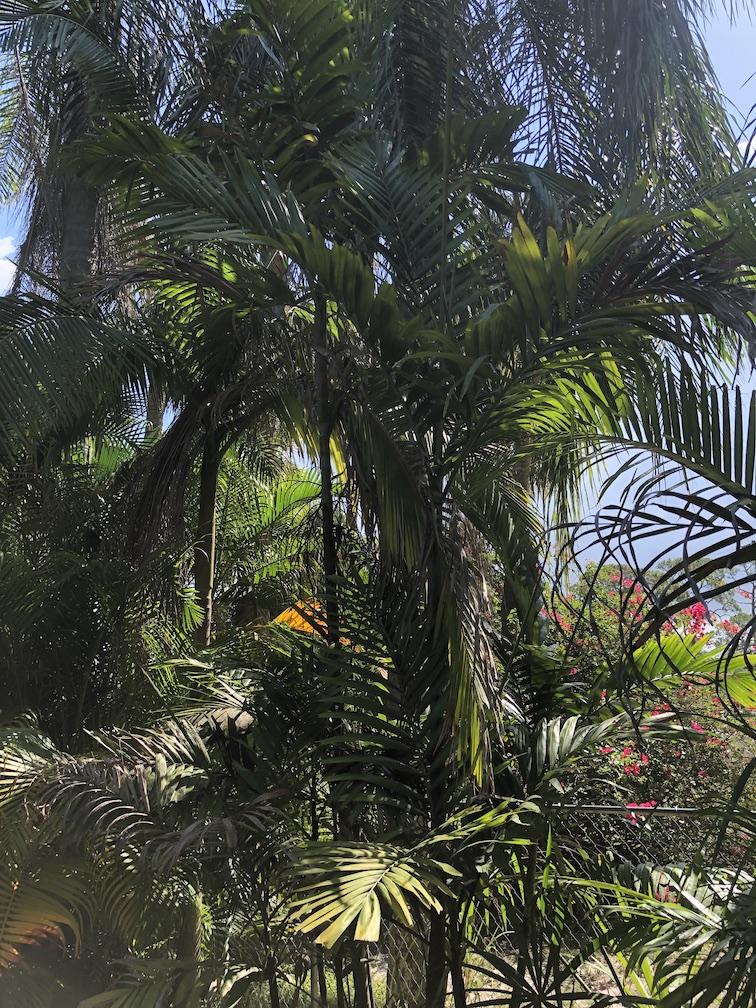 What Ptychosperma is this? clumping palm - DISCUSSING PALM TREES ...