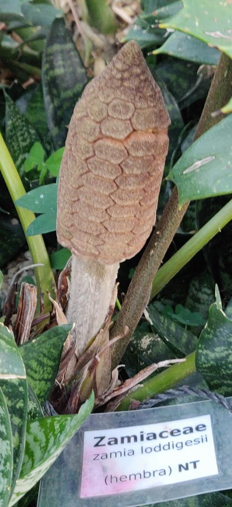 zamia loddigesii cone - TROPICAL LOOKING PLANTS - Other Than Palms ...