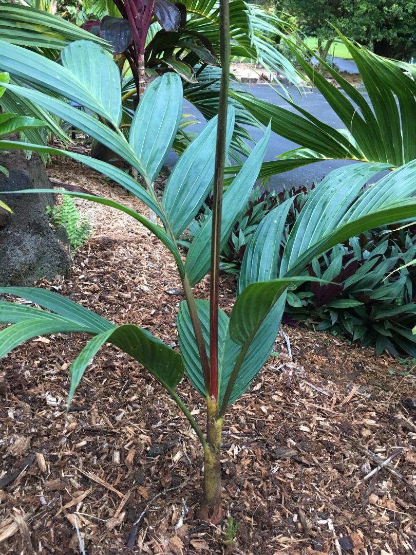 Pinanga Declinata - anyone growing it? - DISCUSSING PALM TREES ...