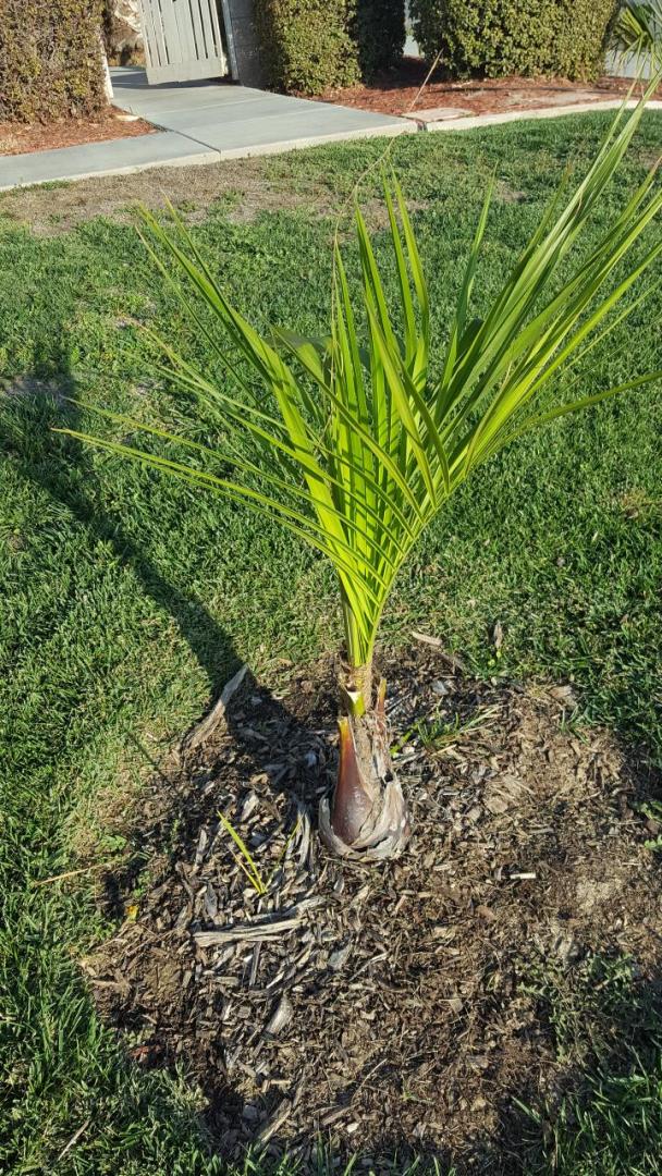Suggestions after over-pruning - DISCUSSING PALM TREES WORLDWIDE - PalmTalk