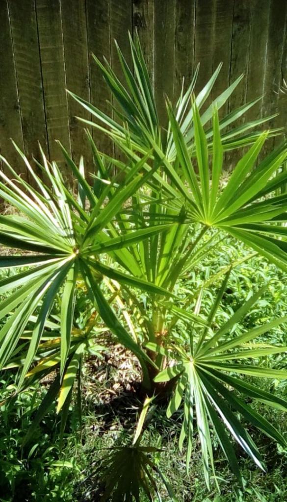Livistona Nitida - DISCUSSING PALM TREES WORLDWIDE - PalmTalk