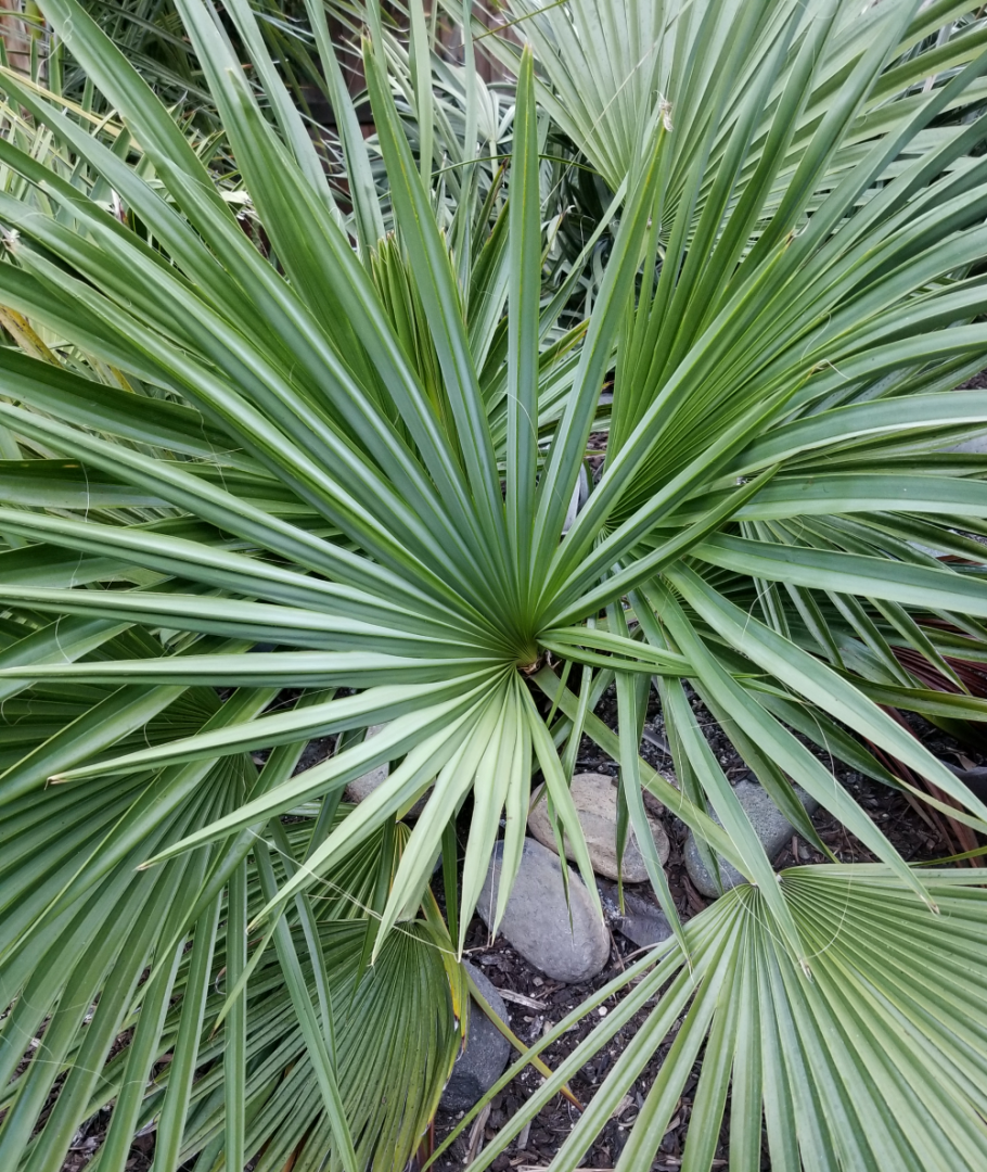 Brahea decumbens color change... finally! - DISCUSSING PALM TREES ...