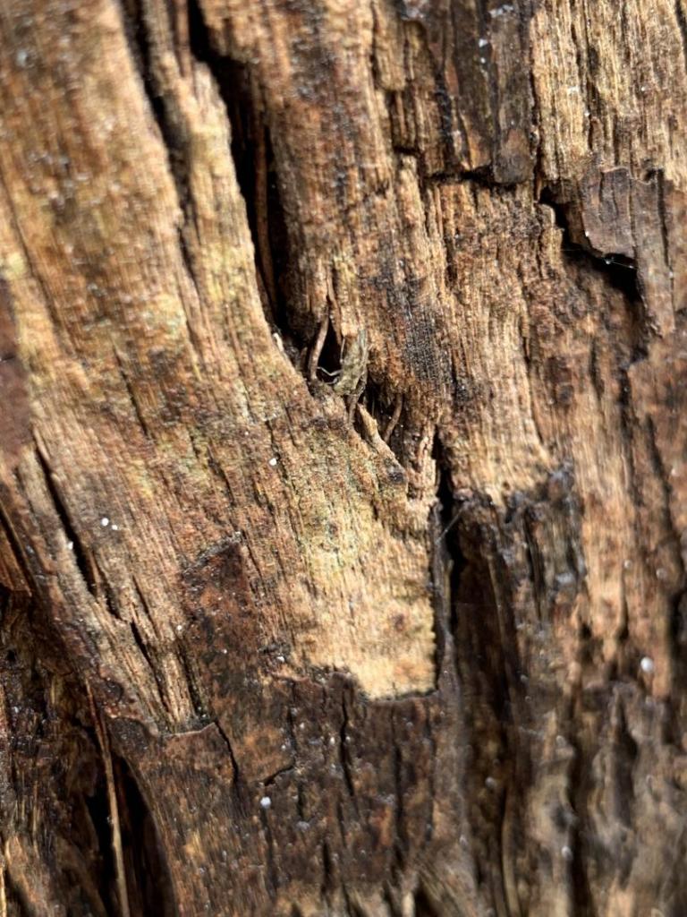 Prognosis for damaged queen palm - DISCUSSING PALM TREES WORLDWIDE ...