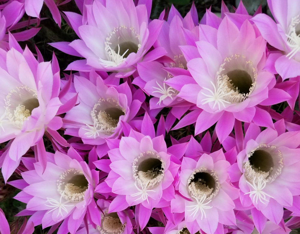 'Tis the season ..For Cactus Blooms 2019. Parts #2 & 3 Late spring ...