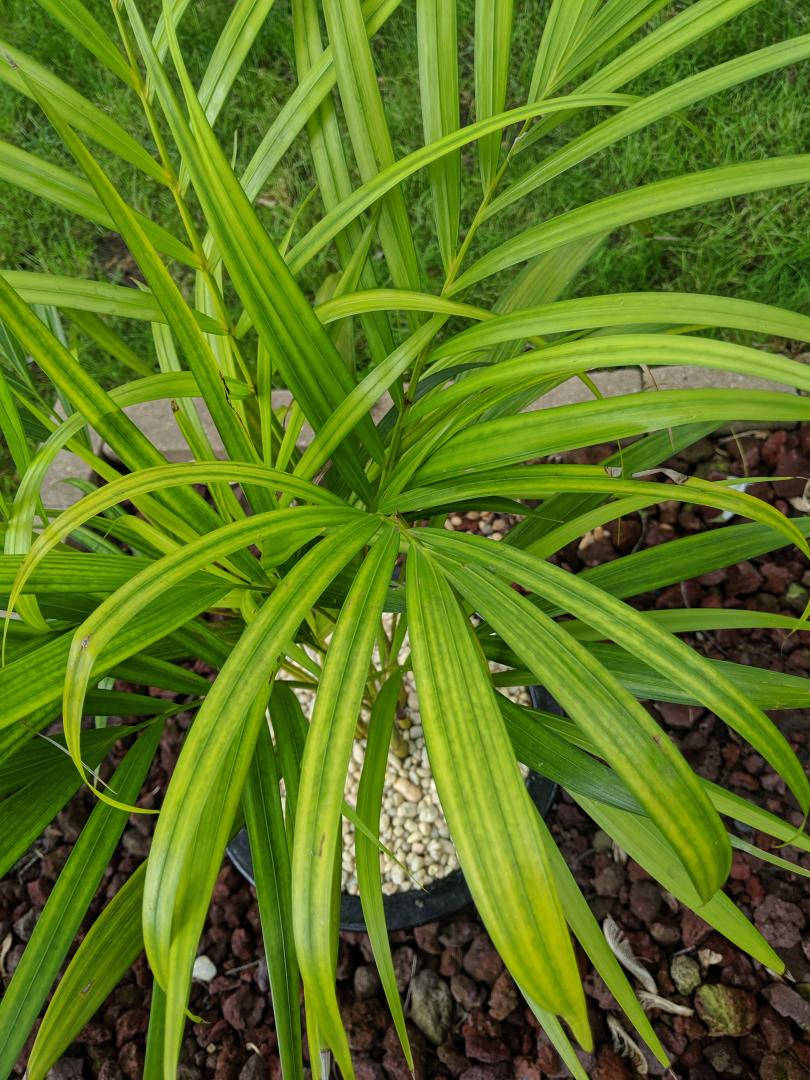Yellowish Dypsis lutescens? - PALMS IN POTS - PalmTalk