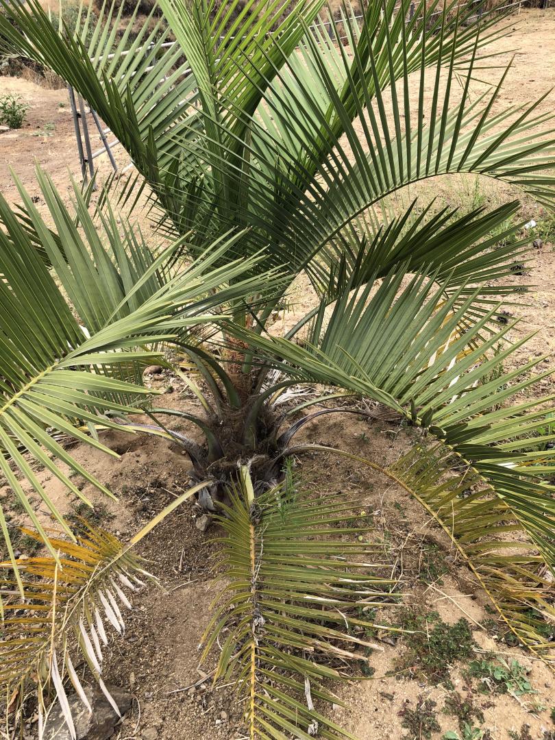 Jubaea x butia ? - DISCUSSING PALM TREES WORLDWIDE - PalmTalk