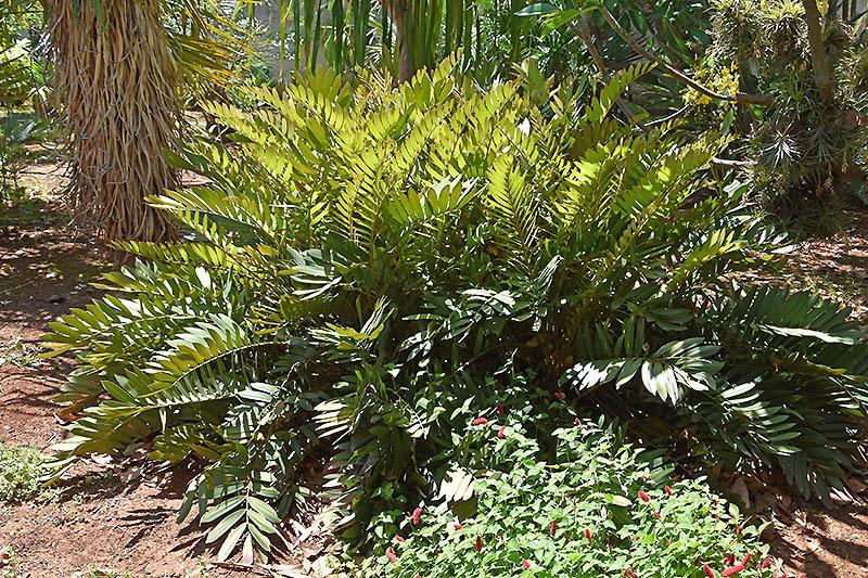 Zamia furfuracea - TROPICAL LOOKING PLANTS - Other Than Palms - PalmTalk