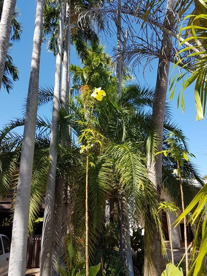 Aibika ( Abelmoschus manihot ) - TROPICAL LOOKING PLANTS - Other Than ...