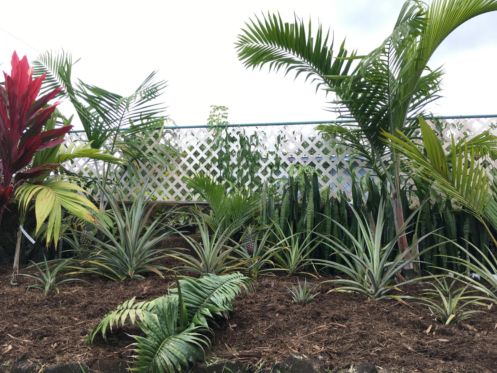 Dypsis sp. Mayotte from Floribunda - 2 different plants to compare ...