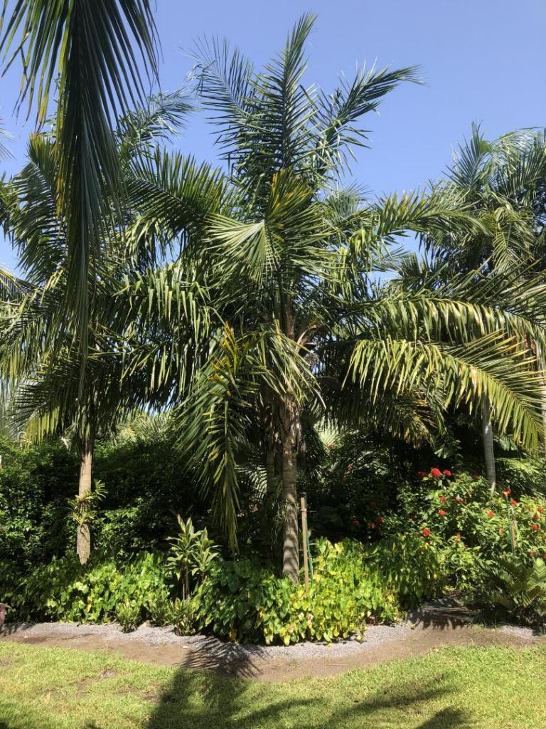 Syagrus amara - DISCUSSING PALM TREES WORLDWIDE - PalmTalk