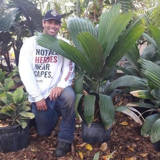 Sabinaria magnificas in the ground - DISCUSSING PALM TREES WORLDWIDE ...