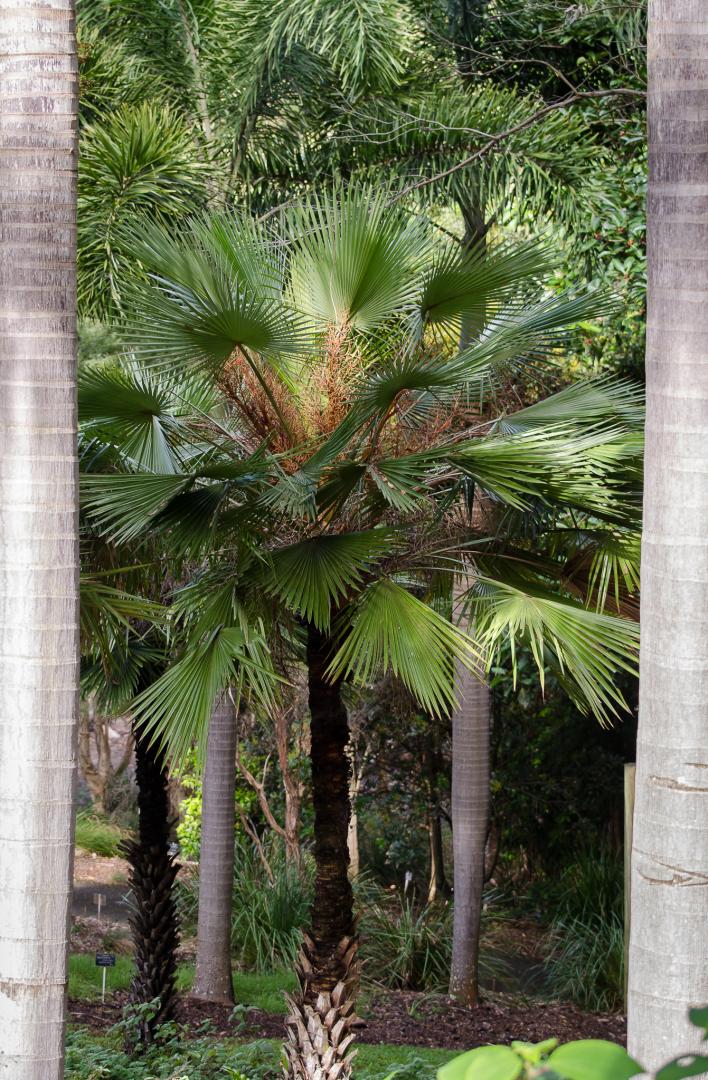 Oz Native palms at Mt Coot-tha botanical Gardens, Brisbane, Queensland ...
