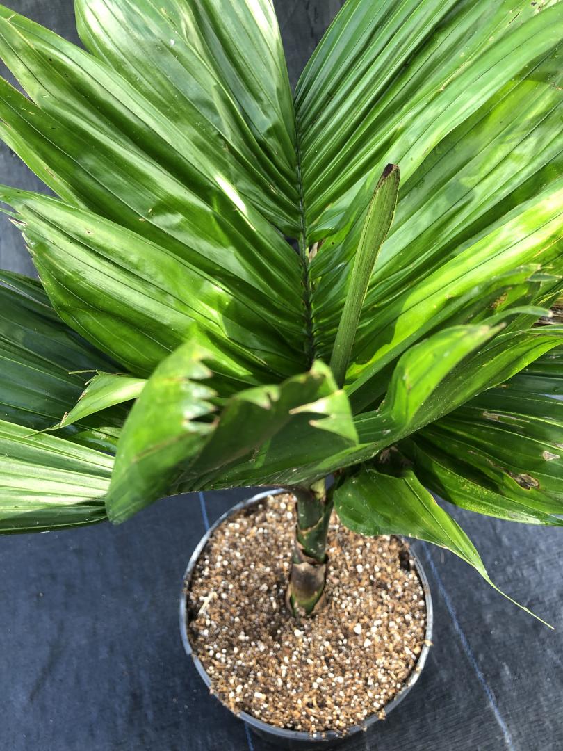 Areca catechu “dwarf” 3 gallon - For Sale - PalmTalk