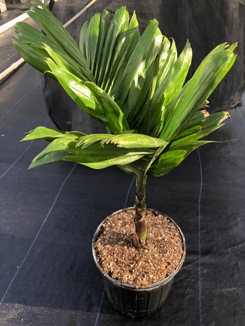 Areca catechu “dwarf” 3 gallon - For Sale - PalmTalk