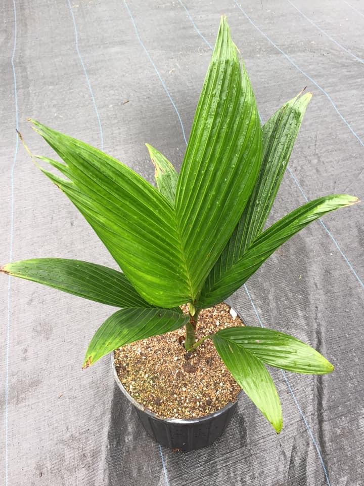 Areca macrocalyx red 3 gallon - For Sale - PalmTalk