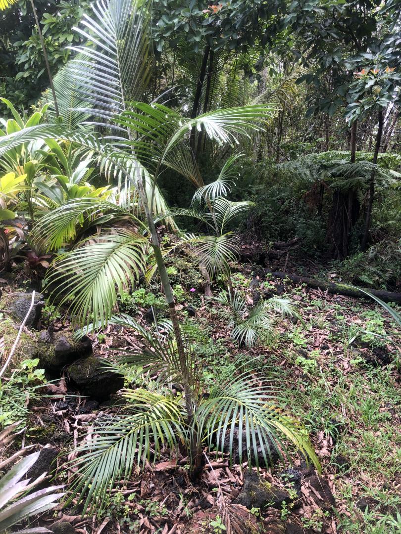 New Leaf Studies - DISCUSSING PALM TREES WORLDWIDE - PalmTalk