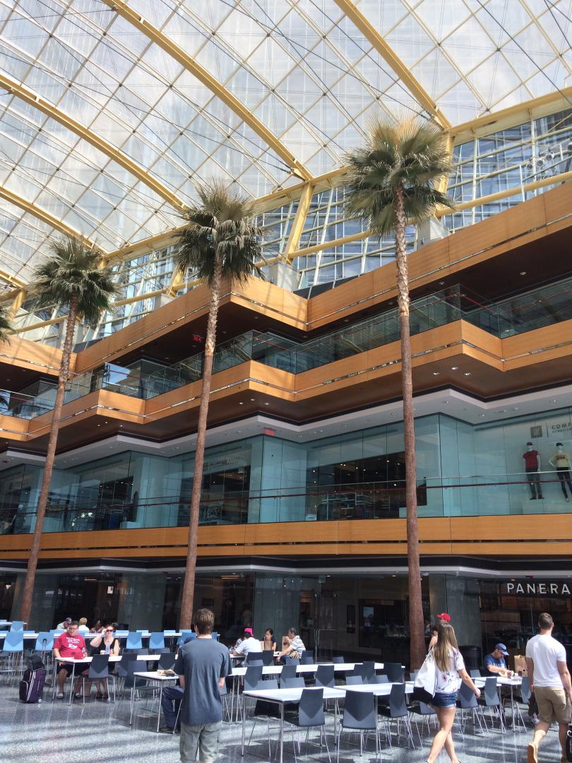 Large palm trees at the renaissance center? - DISCUSSING PALM TREES ...