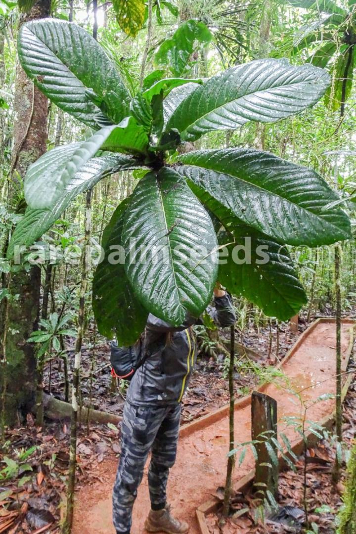 Gardenia conferta - TROPICAL LOOKING PLANTS - Other Than Palms - PalmTalk