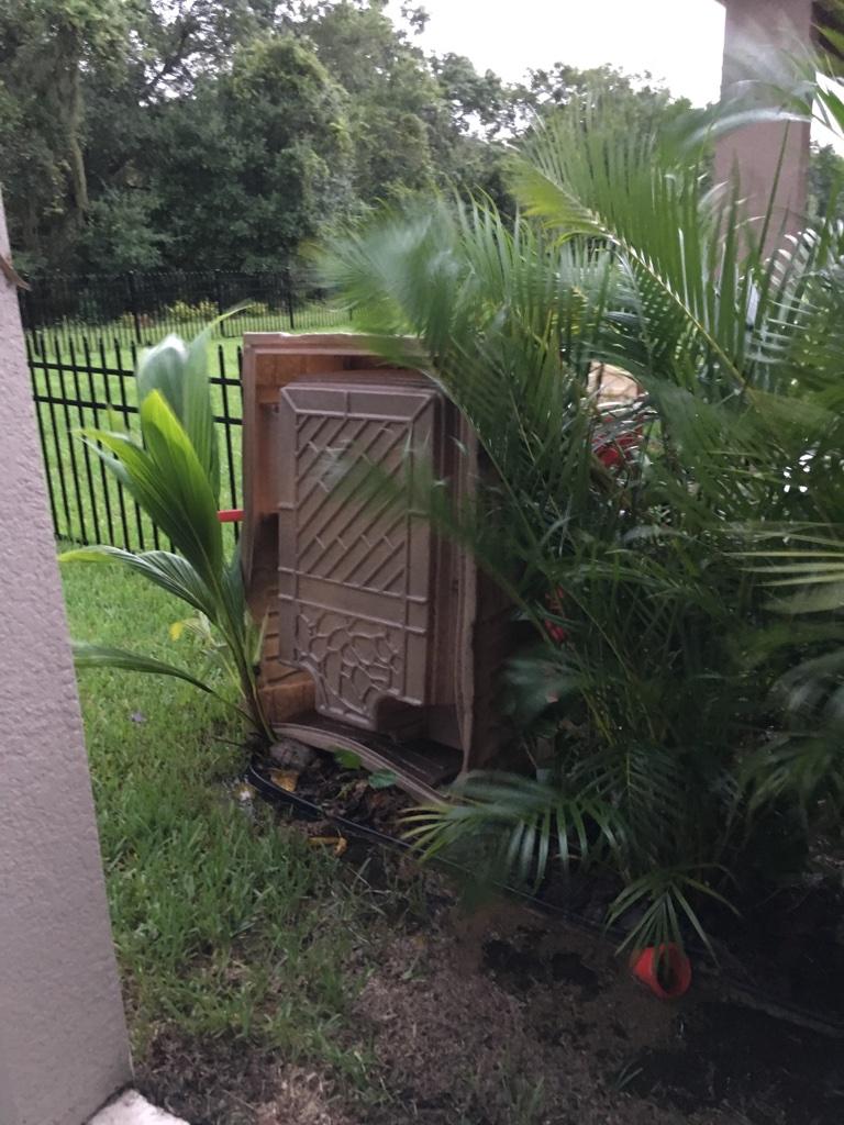 My coconut is finally starting to get a trunk - DISCUSSING PALM TREES ...