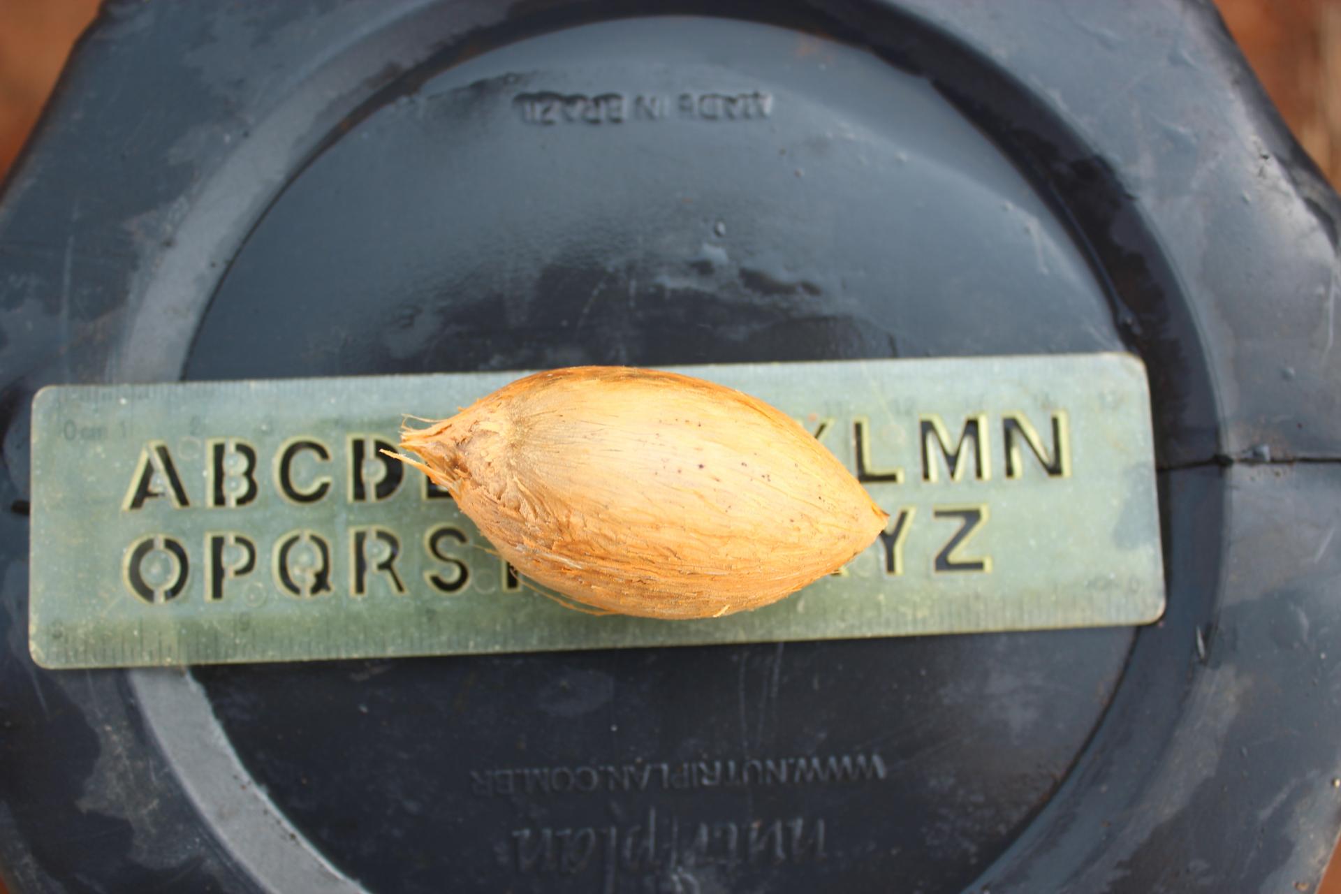 Syagrus smithii - DISCUSSING PALM TREES WORLDWIDE - PalmTalk