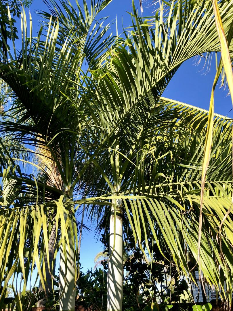 Dypsis baronii “Stepped Trunk” Bands - SOLD - For Sale - PalmTalk
