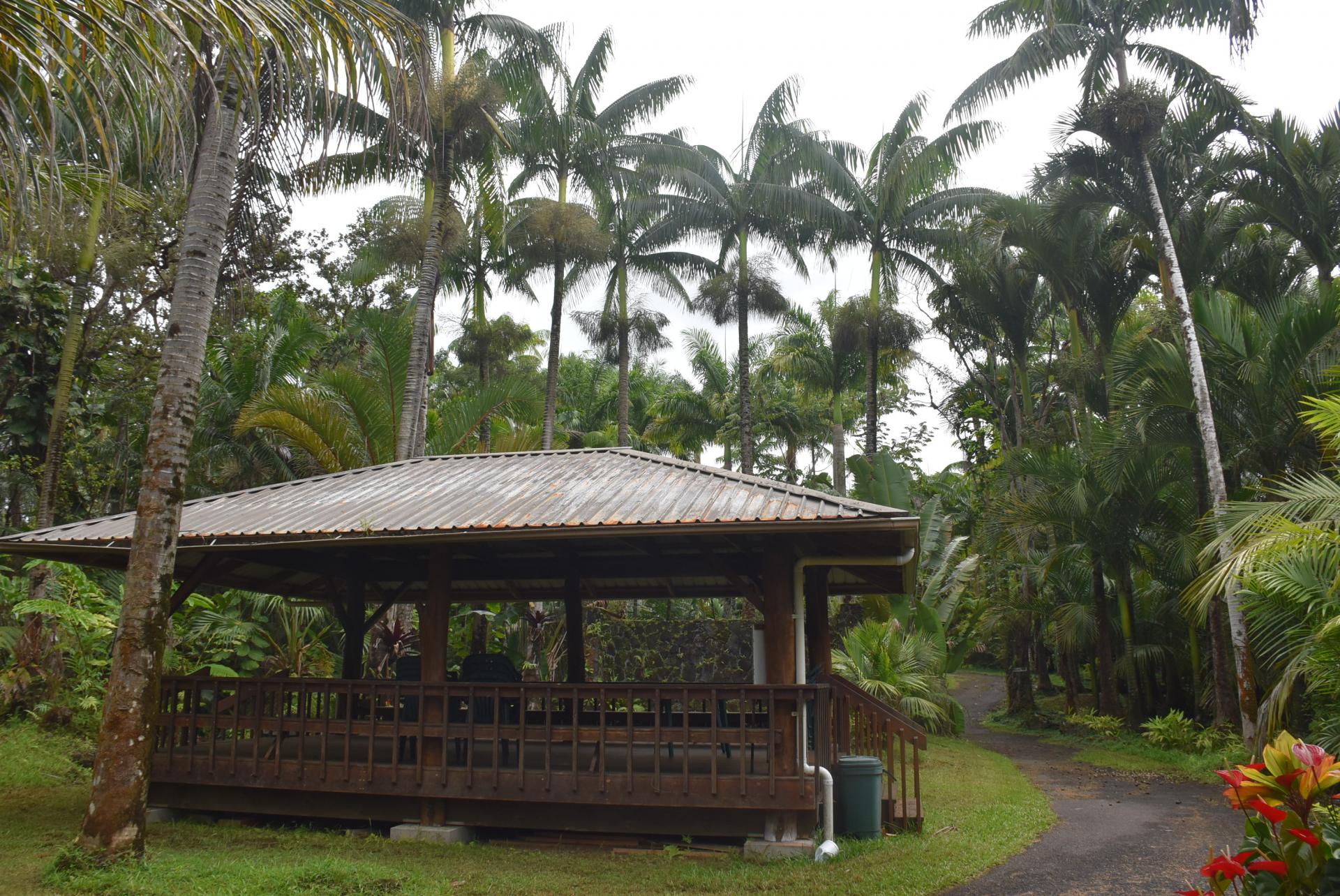 A visit to my old garden here in Leilani Estates - DISCUSSING PALM ...