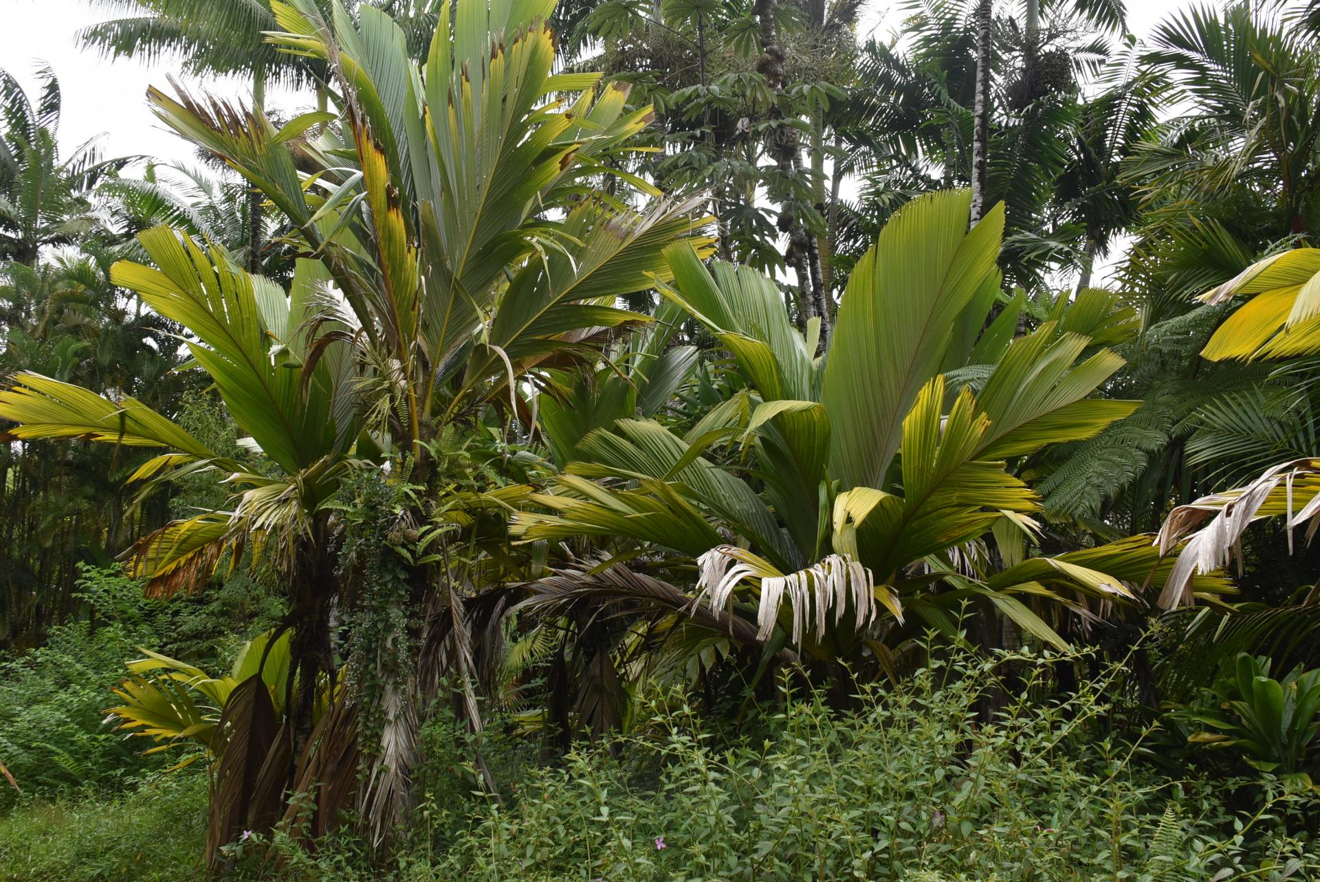 A visit to my old garden here in Leilani Estates - DISCUSSING PALM ...