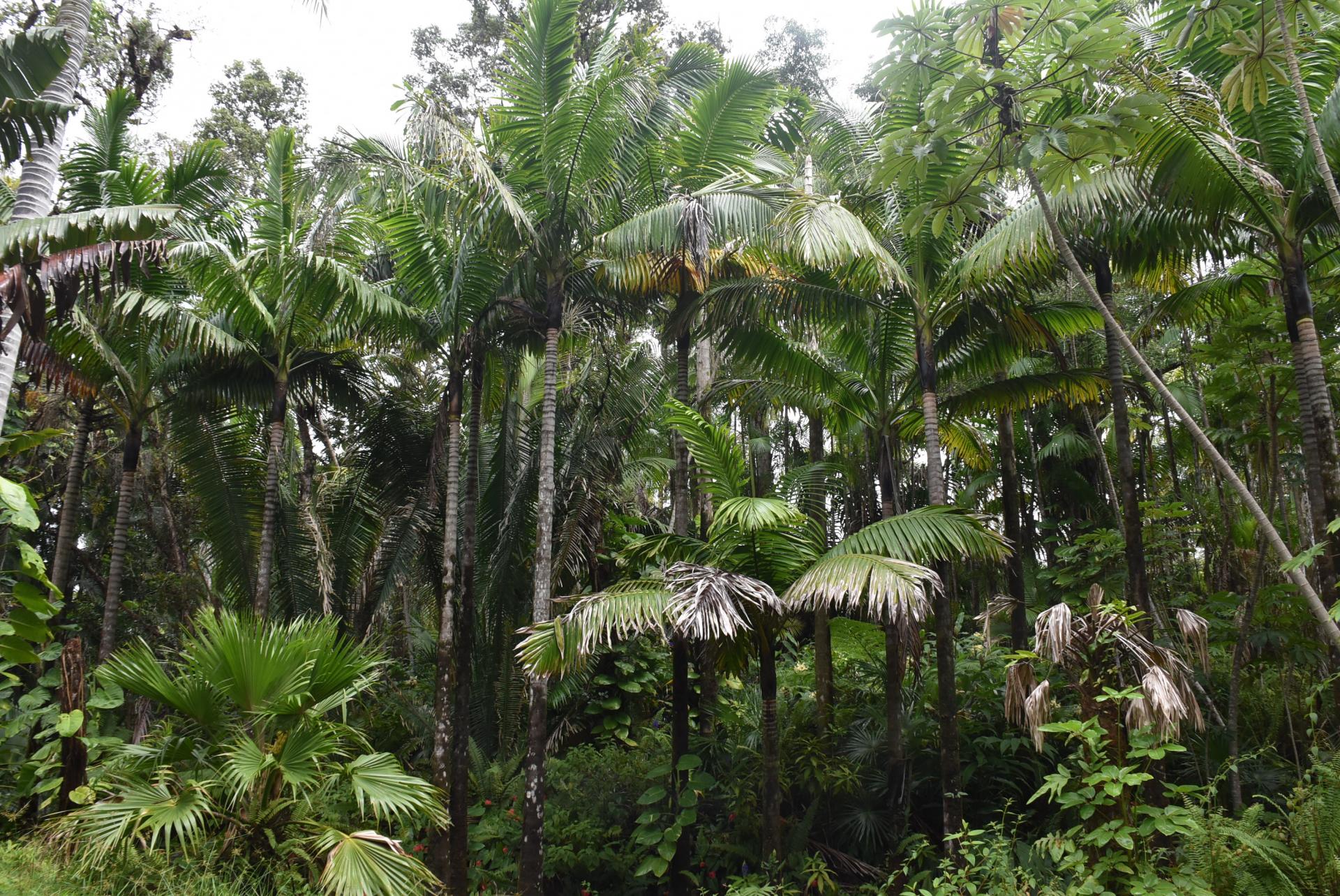 A visit to my old garden here in Leilani Estates - DISCUSSING PALM ...
