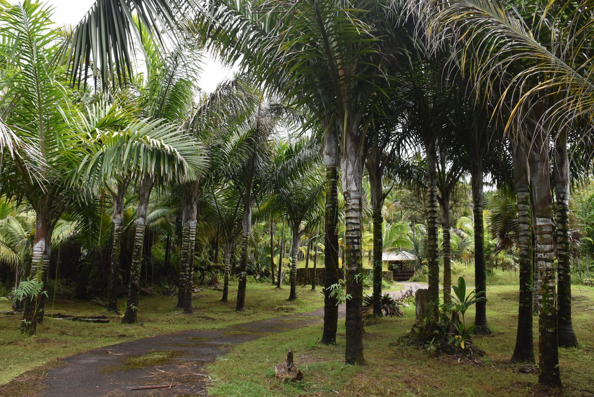 A visit to my old garden here in Leilani Estates - DISCUSSING PALM ...