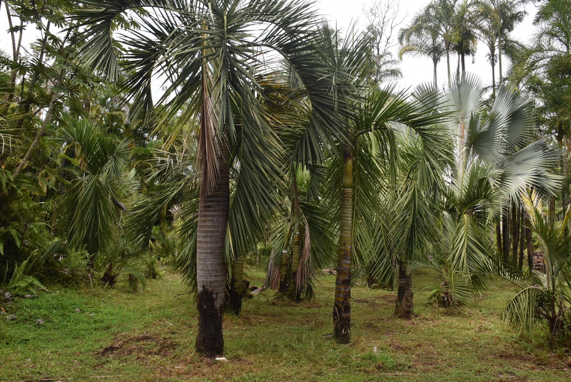 A visit to my old garden here in Leilani Estates - DISCUSSING PALM ...