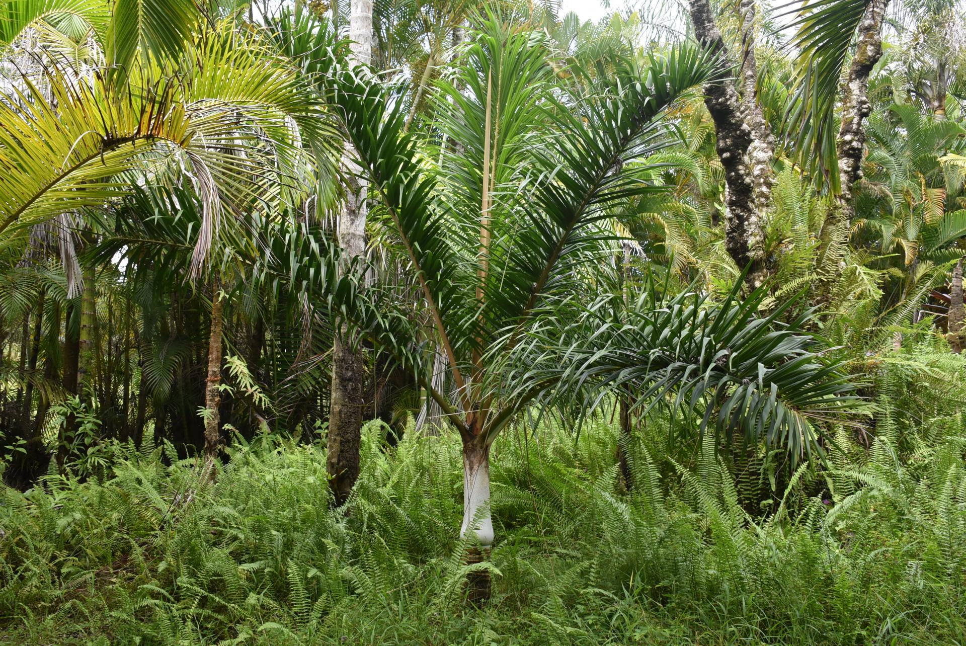 A visit to my old garden here in Leilani Estates - DISCUSSING PALM ...