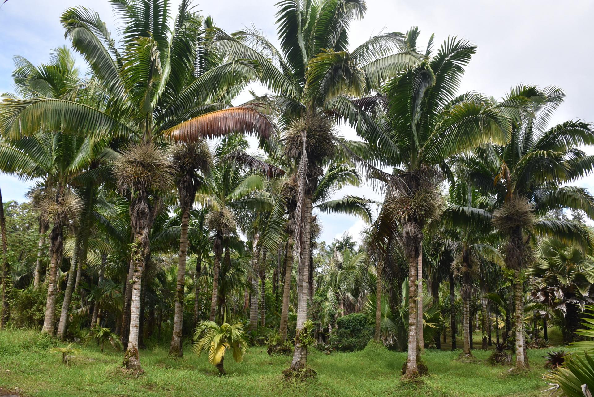 A visit to my old garden here in Leilani Estates - DISCUSSING PALM ...