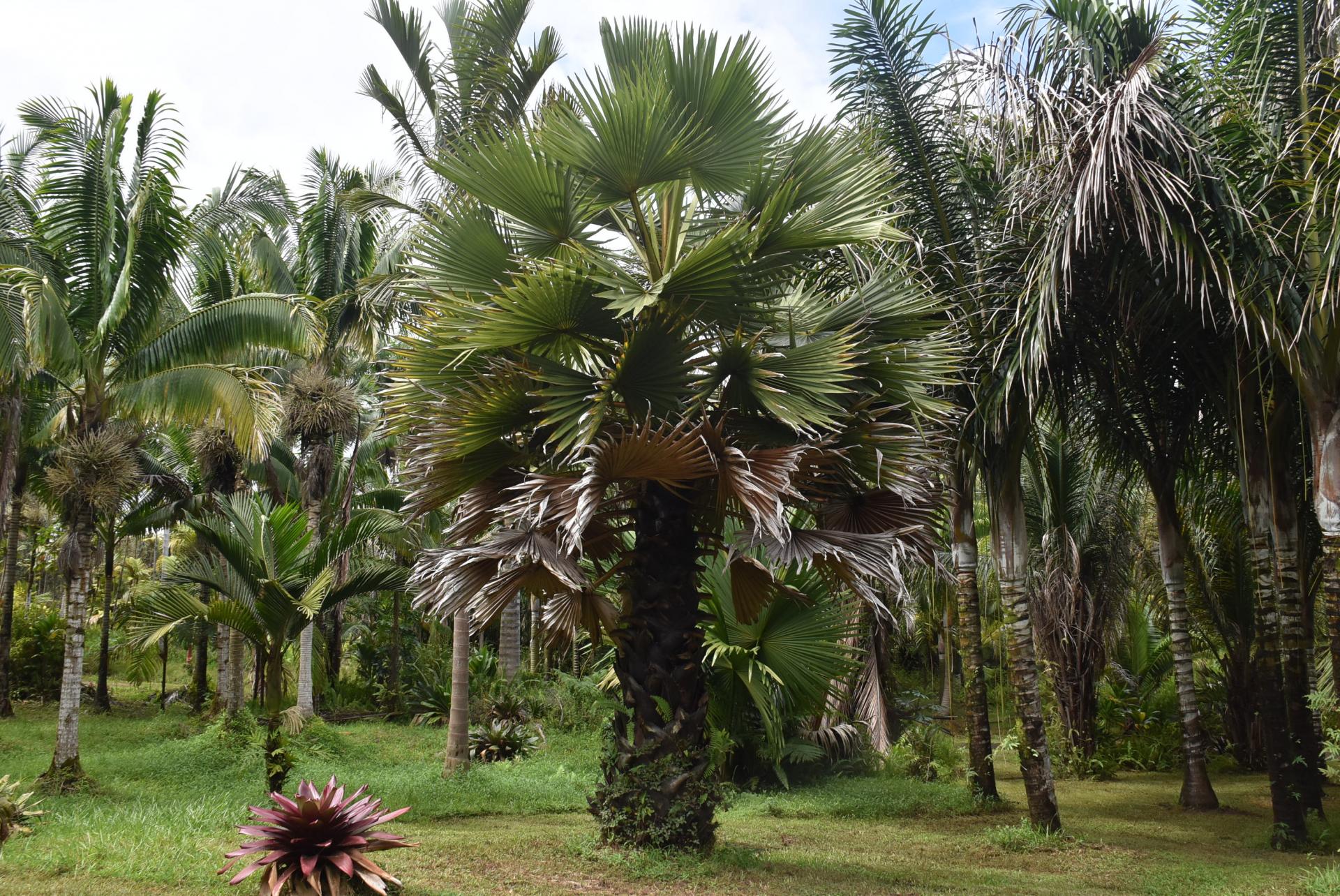 A visit to my old garden here in Leilani Estates - DISCUSSING PALM ...