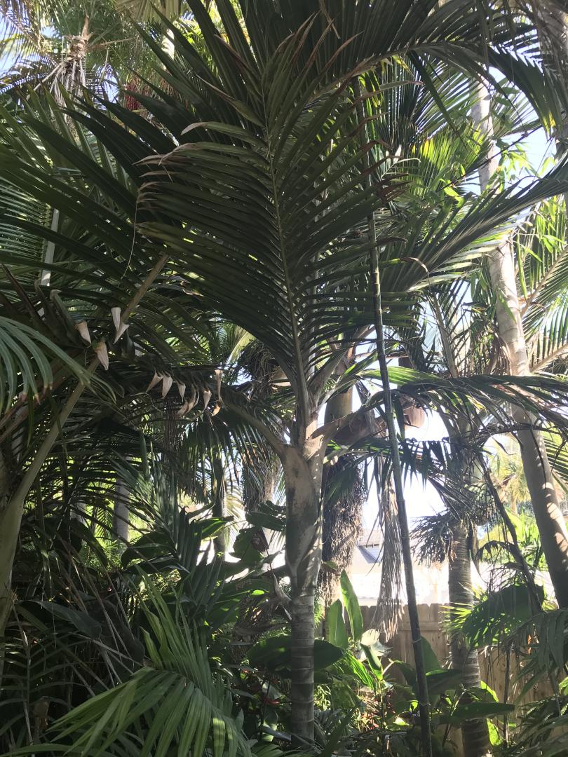 PALM SOCIETY SOUTHERN CALIFORNIA - NEXT MEETING IN ENCINITAS, CA ...