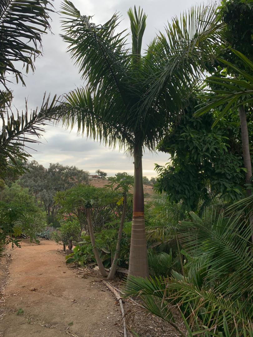 Red Royal - DISCUSSING PALM TREES WORLDWIDE - PalmTalk