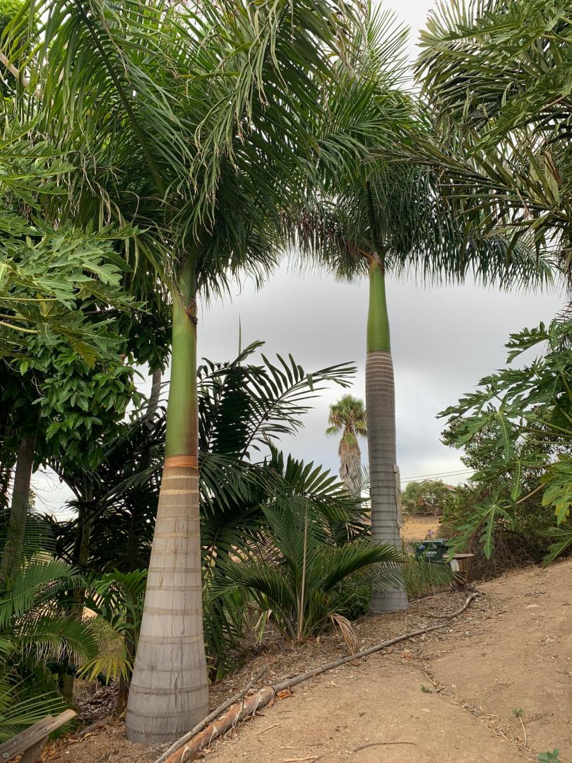Red Royal - DISCUSSING PALM TREES WORLDWIDE - PalmTalk