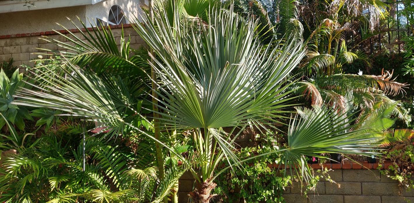 Brahea super silver - DISCUSSING PALM TREES WORLDWIDE - PalmTalk