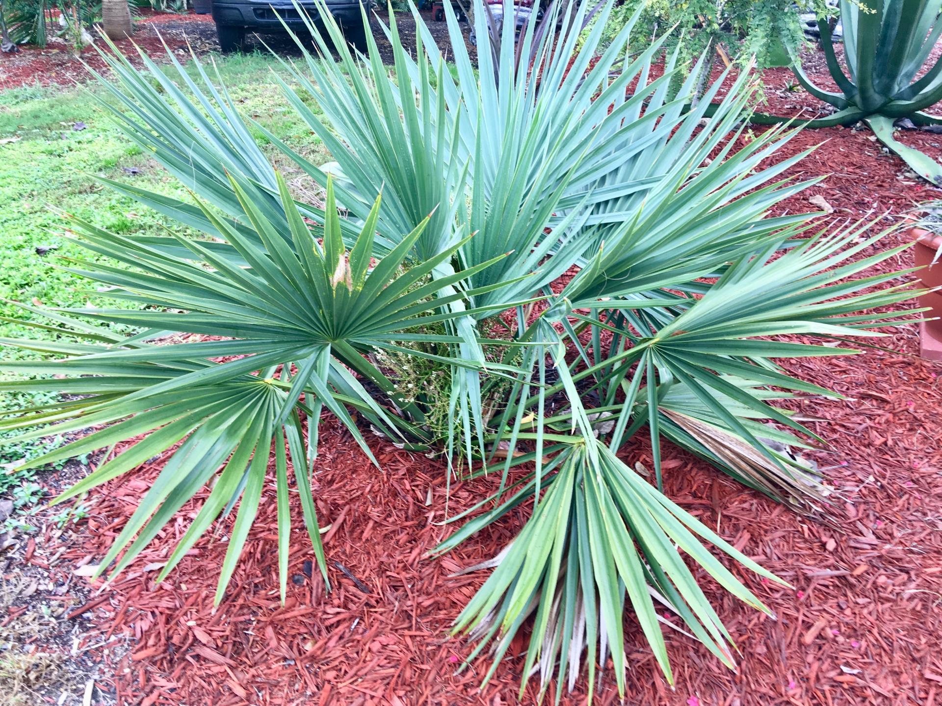Sabal minor Emerald Isle Giant Seeds - For Sale - PalmTalk