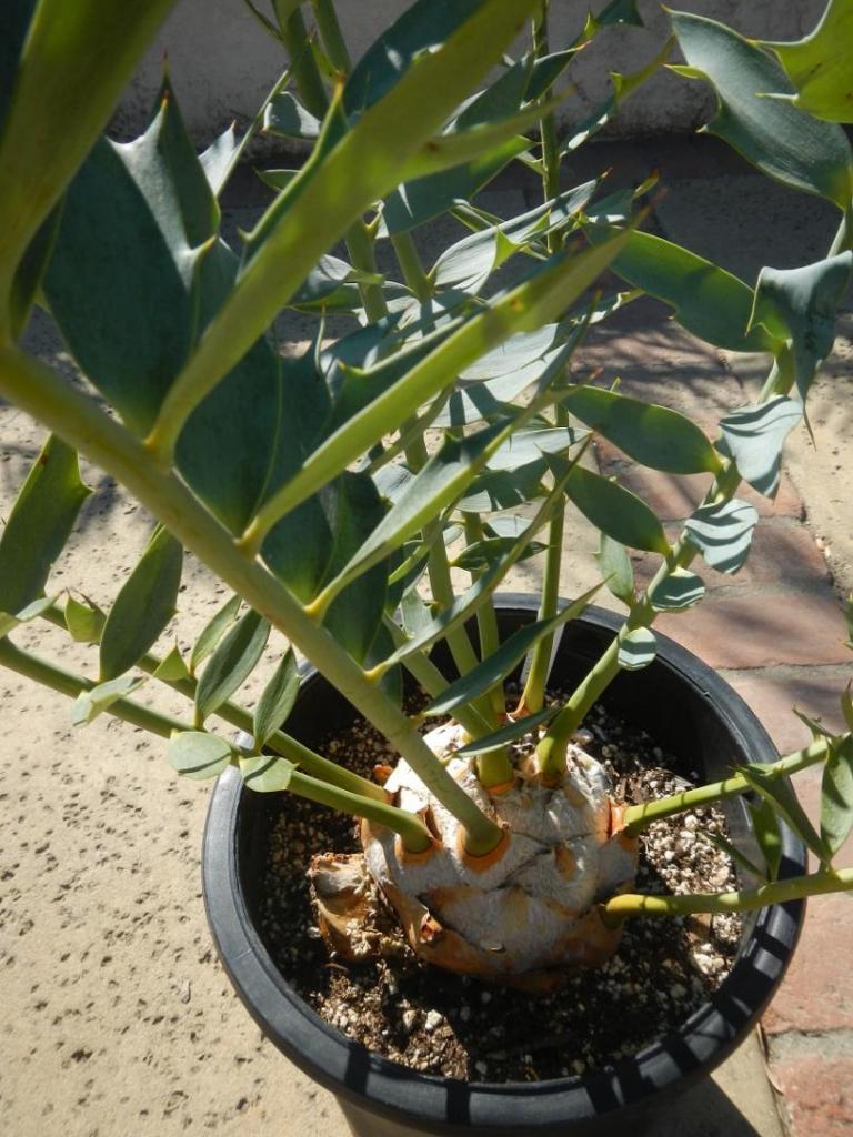Encephalartos "true blue" arenarius - TROPICAL LOOKING PLANTS - Other ...